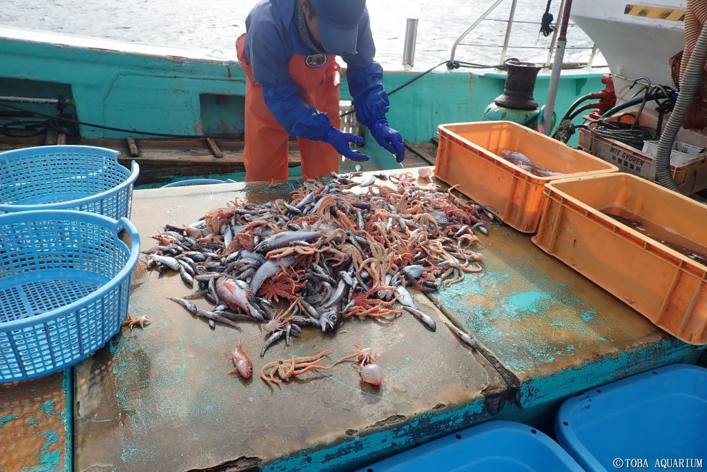 熊野灘でレア生物をゲットしました。 | 鳥羽水族館 飼育日記
