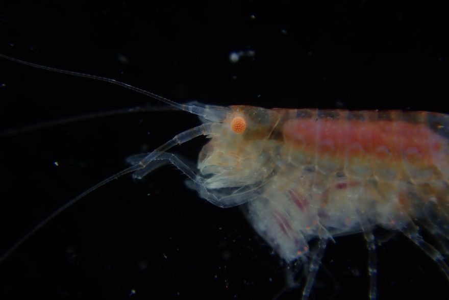 Oradarea属ヨコエビ増殖中 | 鳥羽水族館 飼育日記