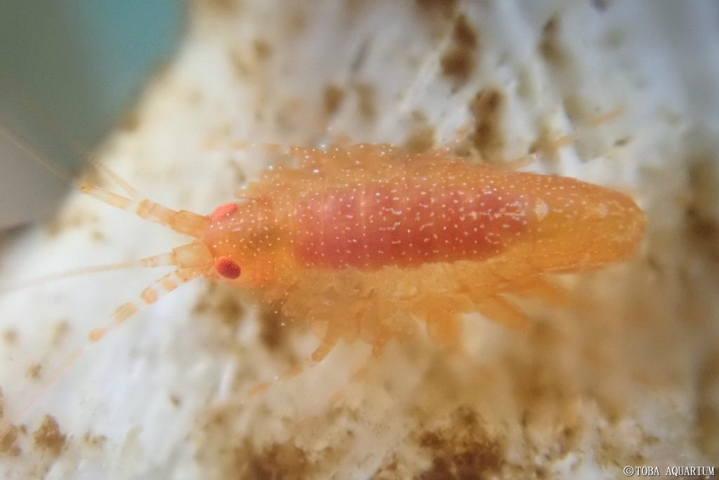Oradarea属ヨコエビ増殖中 | 鳥羽水族館 飼育日記