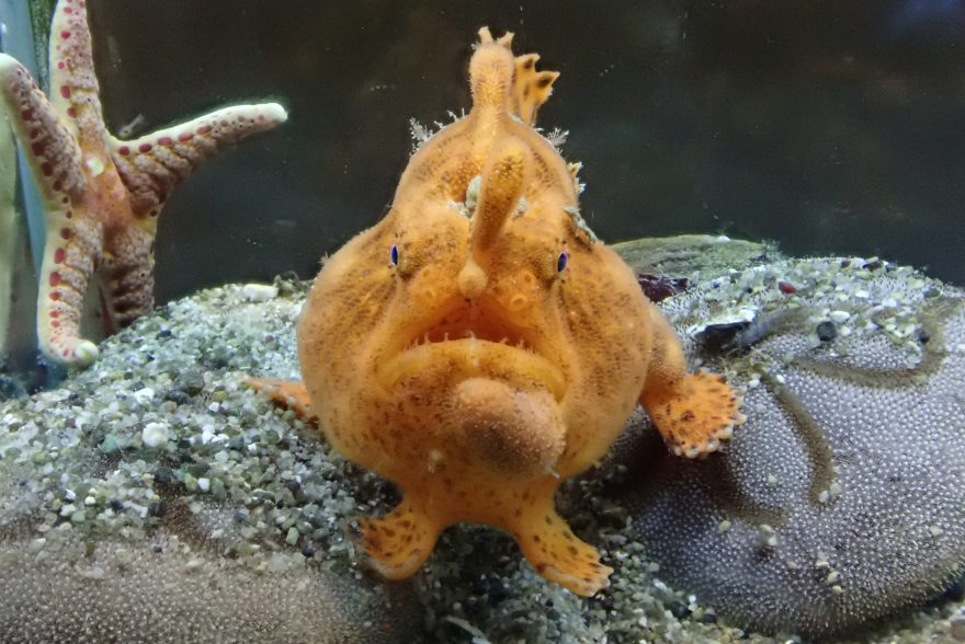 コブトリジイサン展示しました | 鳥羽水族館 飼育日記