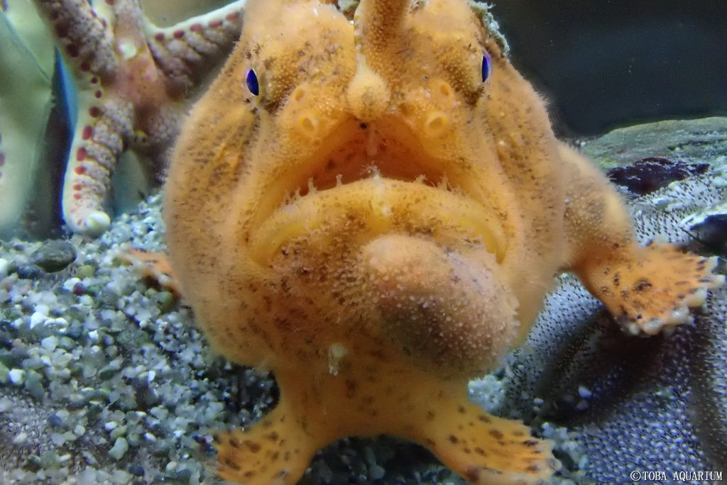コブトリジイサン展示しました | 鳥羽水族館 飼育日記