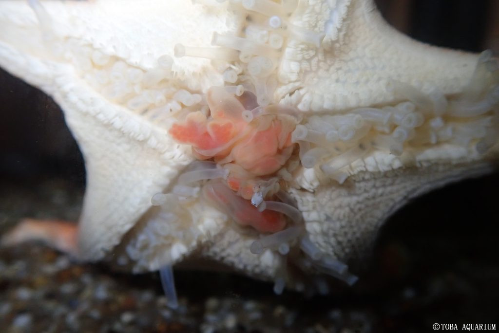 トバスイ出現！ | 鳥羽水族館 飼育日記