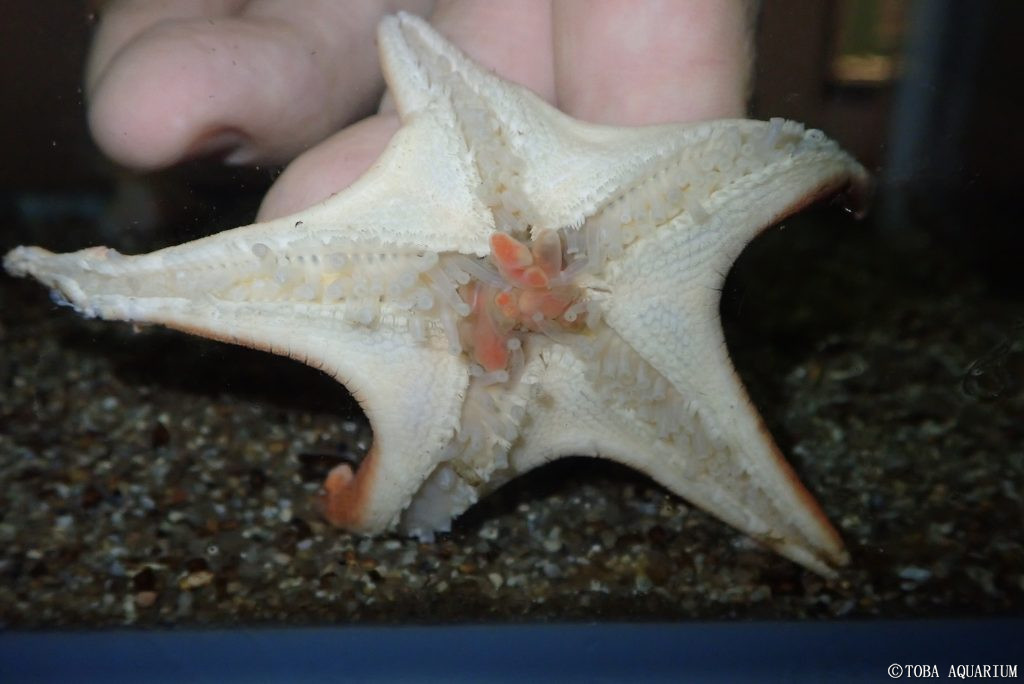 トバスイ出現！ | 鳥羽水族館 飼育日記
