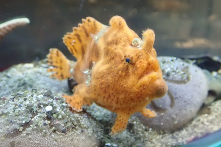 カエルアンコウとコブトリジイサン | 鳥羽水族館 飼育日記