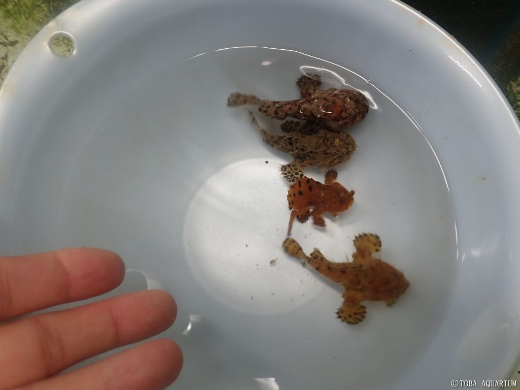 カエルアンコウとコブトリジイサン | 鳥羽水族館 飼育日記