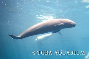 與我們最年幼的江豚「Loco」見面吧！地點：E區「伊勢志摩之海」 TOBA AQUARIUM