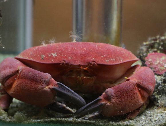 無脊椎動物 - 生きもの図鑑 鳥羽水族館
