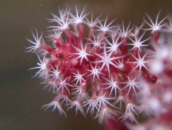 無脊椎動物 - 生きもの図鑑 鳥羽水族館