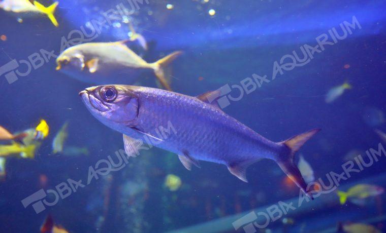 イセゴイ - 生きもの図鑑 鳥羽水族館