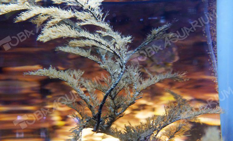 ウミカラマツ - 生きもの図鑑 鳥羽水族館