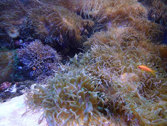 〔サンゴ・イソギンチャクの仲間〕 - 生きもの図鑑 鳥羽水族館