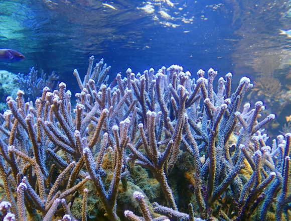 〔サンゴ・イソギンチャクの仲間〕 - 生きもの図鑑 鳥羽水族館