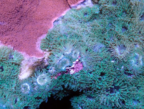 〔サンゴ・イソギンチャクの仲間〕 - 生きもの図鑑 鳥羽水族館