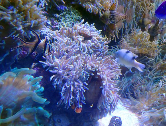 〔サンゴ・イソギンチャクの仲間〕 - 生きもの図鑑 鳥羽水族館