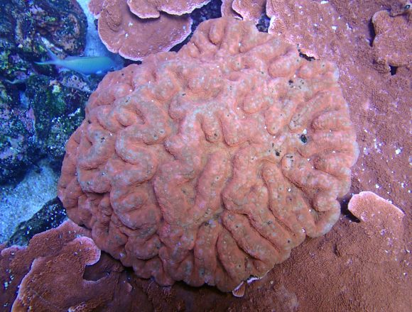 〔サンゴ・イソギンチャクの仲間〕 - 生きもの図鑑 鳥羽水族館