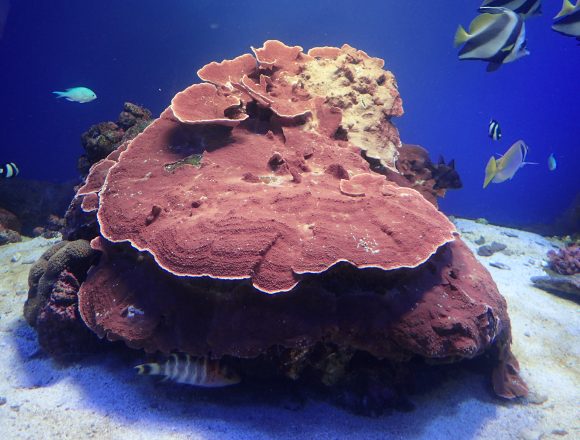 〔サンゴ・イソギンチャクの仲間〕 - 生きもの図鑑 鳥羽水族館