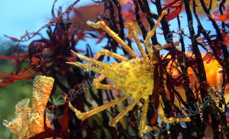 ツノガニ - 生きもの図鑑 鳥羽水族館