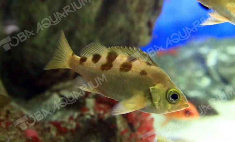 トゴットメバル - 生きもの図鑑 鳥羽水族館