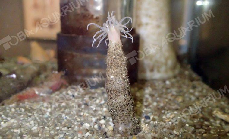 ナスビイソギンチャク - 生きもの図鑑 鳥羽水族館