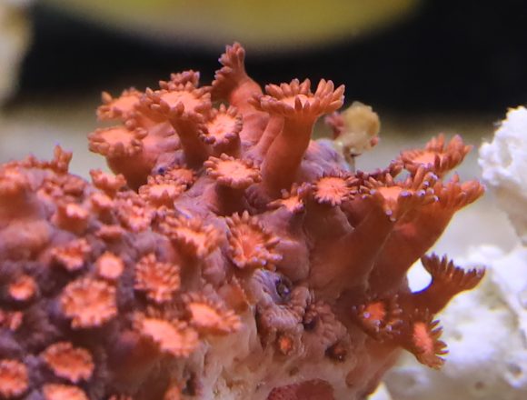 〔サンゴ・イソギンチャクの仲間〕 - 生きもの図鑑 鳥羽水族館