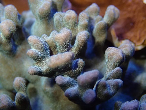 〔サンゴ・イソギンチャクの仲間〕 - 生きもの図鑑 鳥羽水族館
