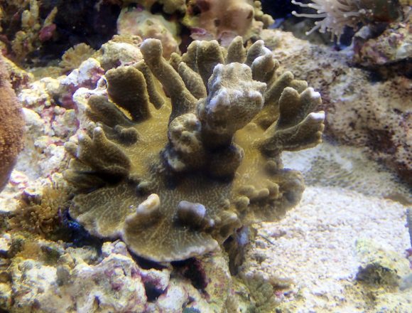 〔サンゴ・イソギンチャクの仲間〕 - 生きもの図鑑 鳥羽水族館