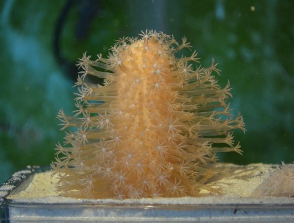 〔サンゴ・イソギンチャクの仲間〕 - 生きもの図鑑 鳥羽水族館