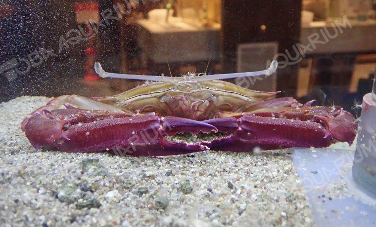 メナガガザミ - 生きもの図鑑 鳥羽水族館