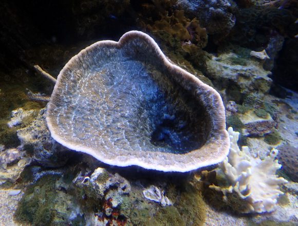 〔サンゴ・イソギンチャクの仲間〕 - 生きもの図鑑 鳥羽水族館