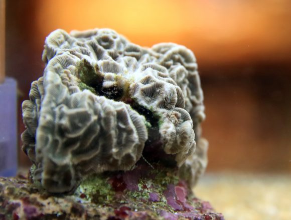 〔サンゴ・イソギンチャクの仲間〕 - 生きもの図鑑 鳥羽水族館