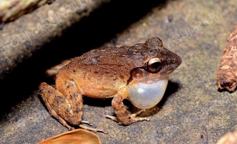 パラオガエル - 生きもの図鑑 鳥羽水族館