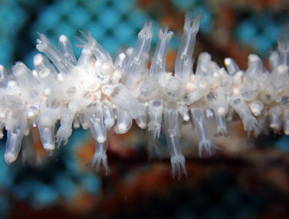 〔サンゴ・イソギンチャクの仲間〕 - 生きもの図鑑 鳥羽水族館