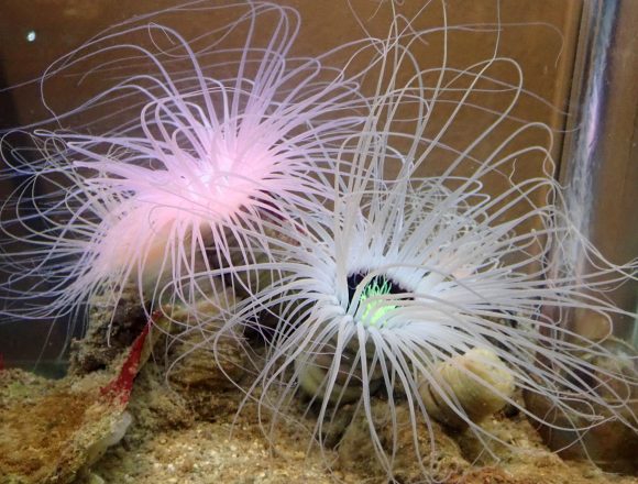 〔サンゴ・イソギンチャクの仲間〕 - 生きもの図鑑 鳥羽水族館