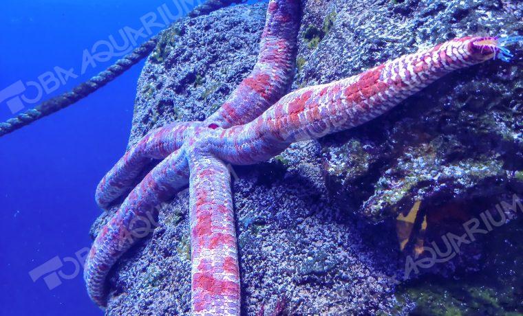 オオアカヒトデ - 生きもの図鑑 鳥羽水族館