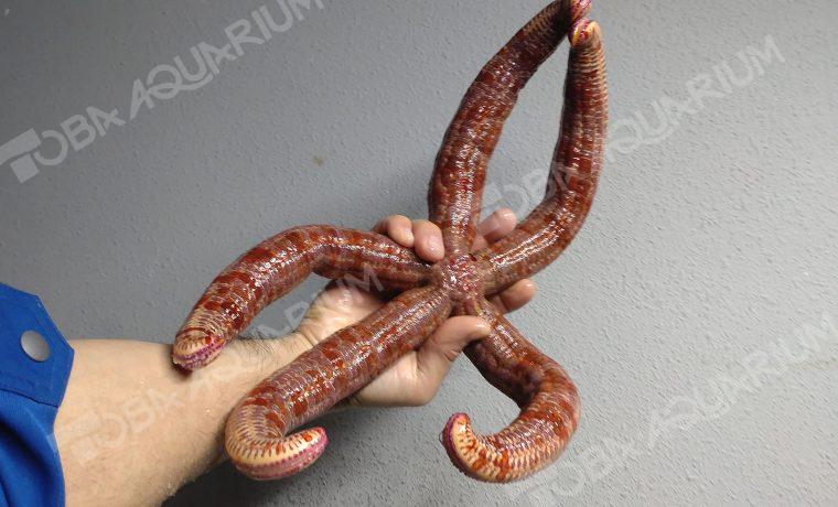 オオアカヒトデ - 生きもの図鑑 鳥羽水族館