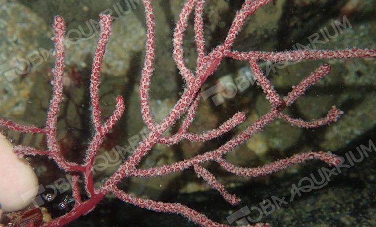 ハナヤギ - 生きもの図鑑 鳥羽水族館