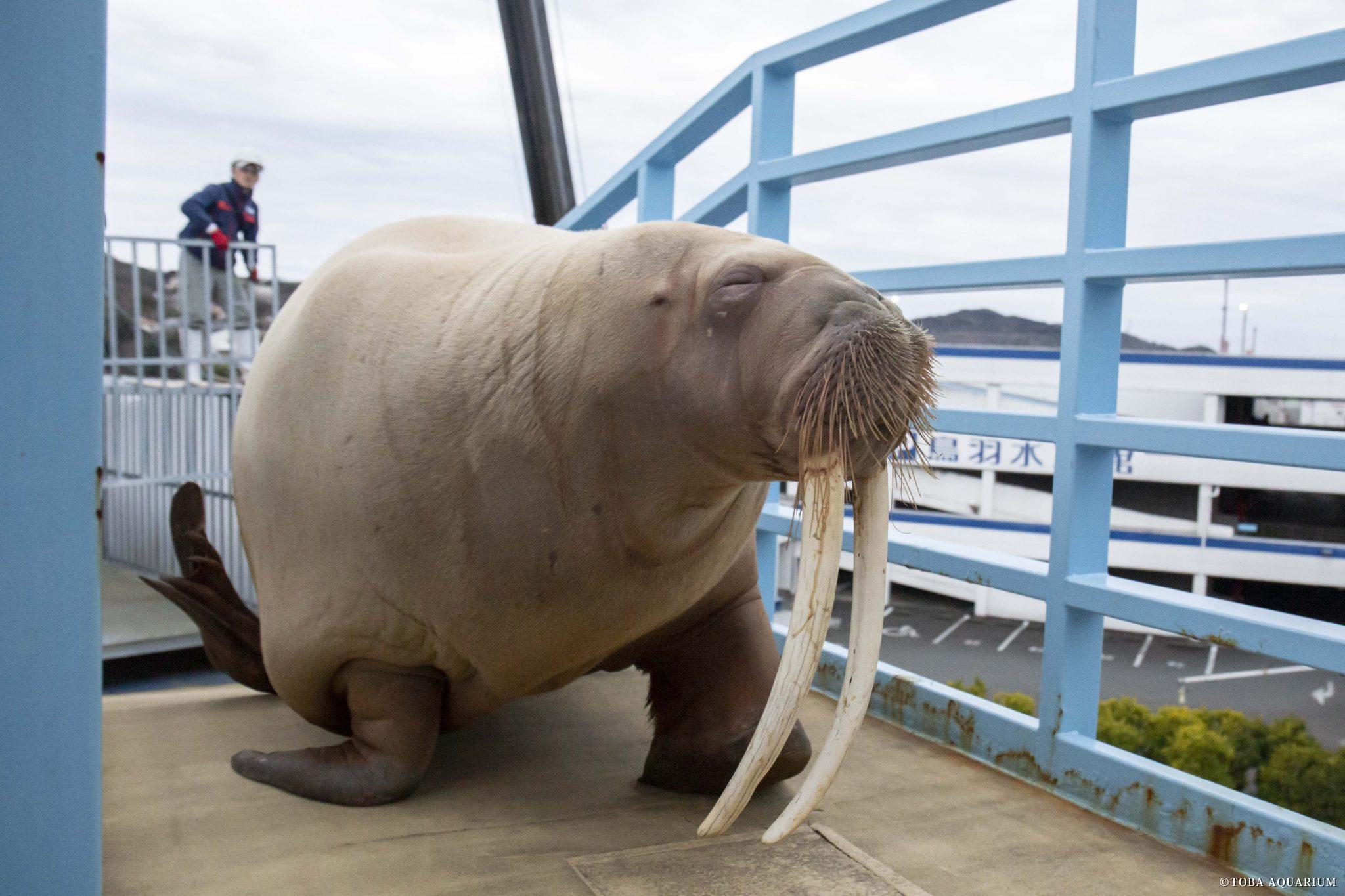 ブリーディングローン（繁殖貸与契約）によりセイウチを1頭搬入しました | 鳥羽水族館 公式サイト