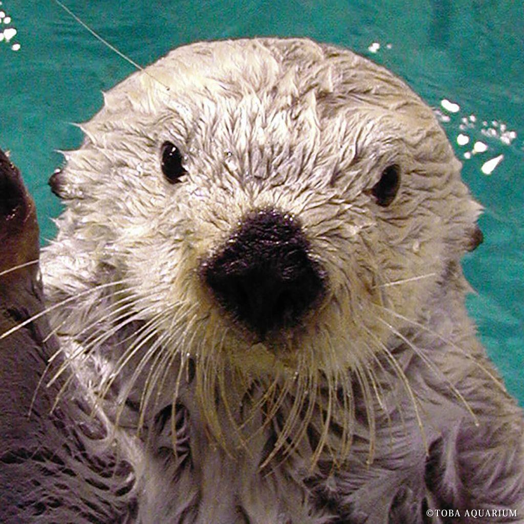 【終了】鳥羽水族館ラッコ飼育40周年記念BOOK「ラッコメモリアルBOOK with 鳥羽水のラッコたち」の予約受付を開始します！ | 鳥羽 ...