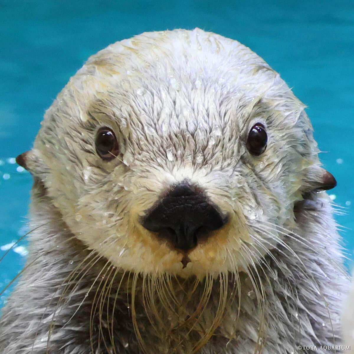 鳥羽水族館ラッコ飼育40周年記念BOOKの制作が決定！ | 鳥羽水族館 公式サイト