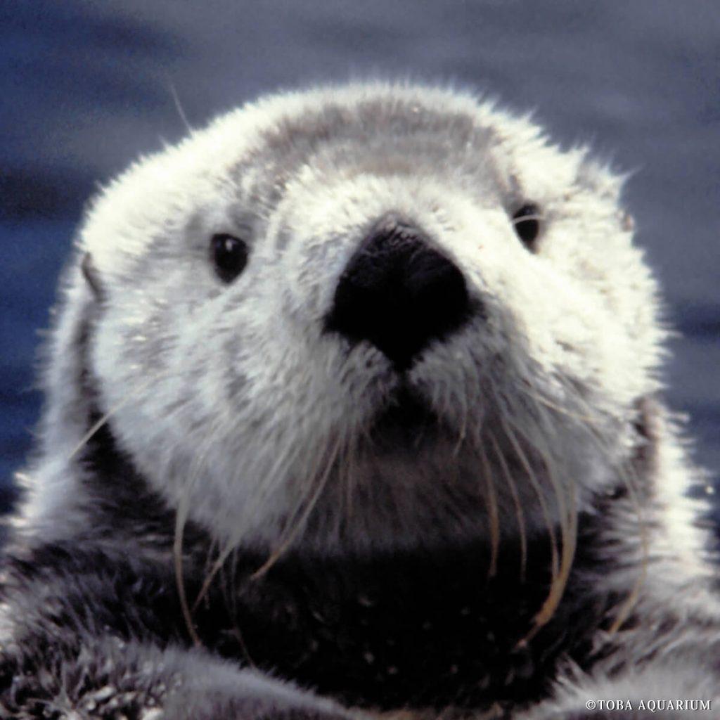 鳥羽水族館ラッコ飼育40周年記念BOOKの制作が決定！ | 鳥羽水族館 公式サイト